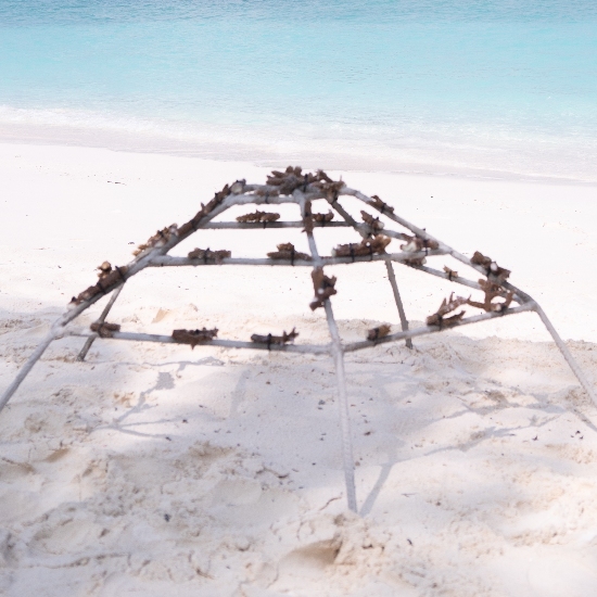 JOALI Reef Restoration Programme | The Maldives Reefs JOALI Reef Restoration Programme | The Maldives Reefs
