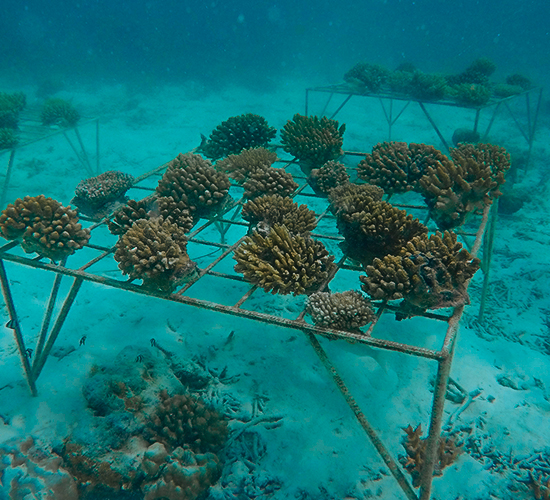 JOALI Reef Restoration Programme | The Maldives Reefs JOALI Reef Restoration Programme | The Maldives Reefs